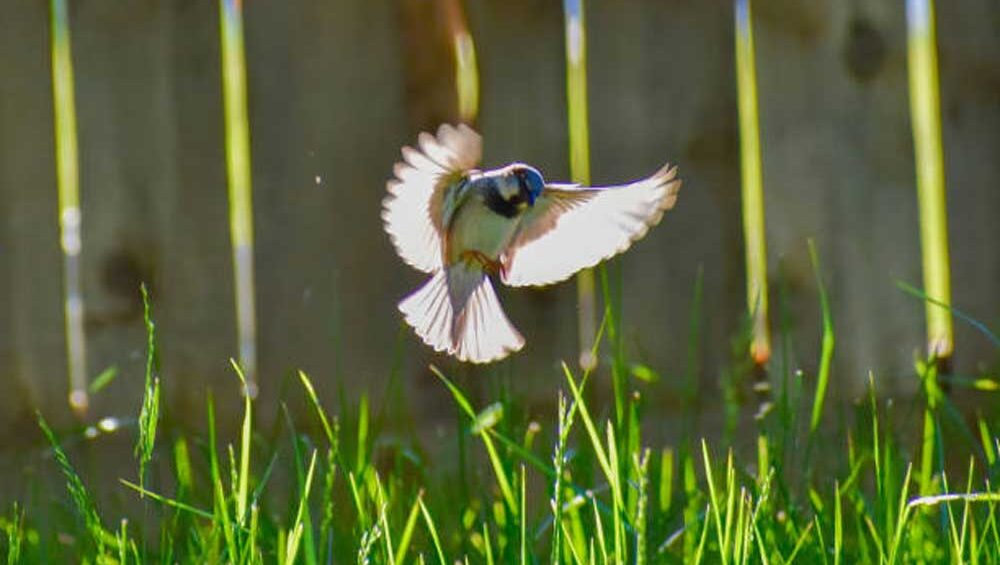 The Sparrow: A Story of Strength, Freedom, and Resilience