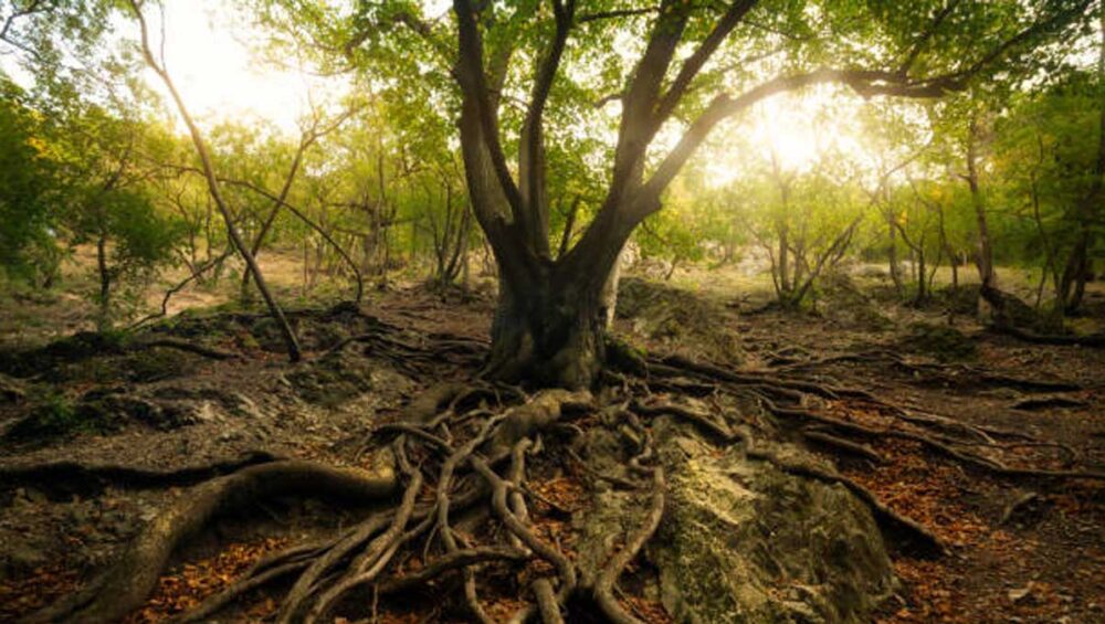 Grounded and Rooted in Love: A Gentle Grounding Practice